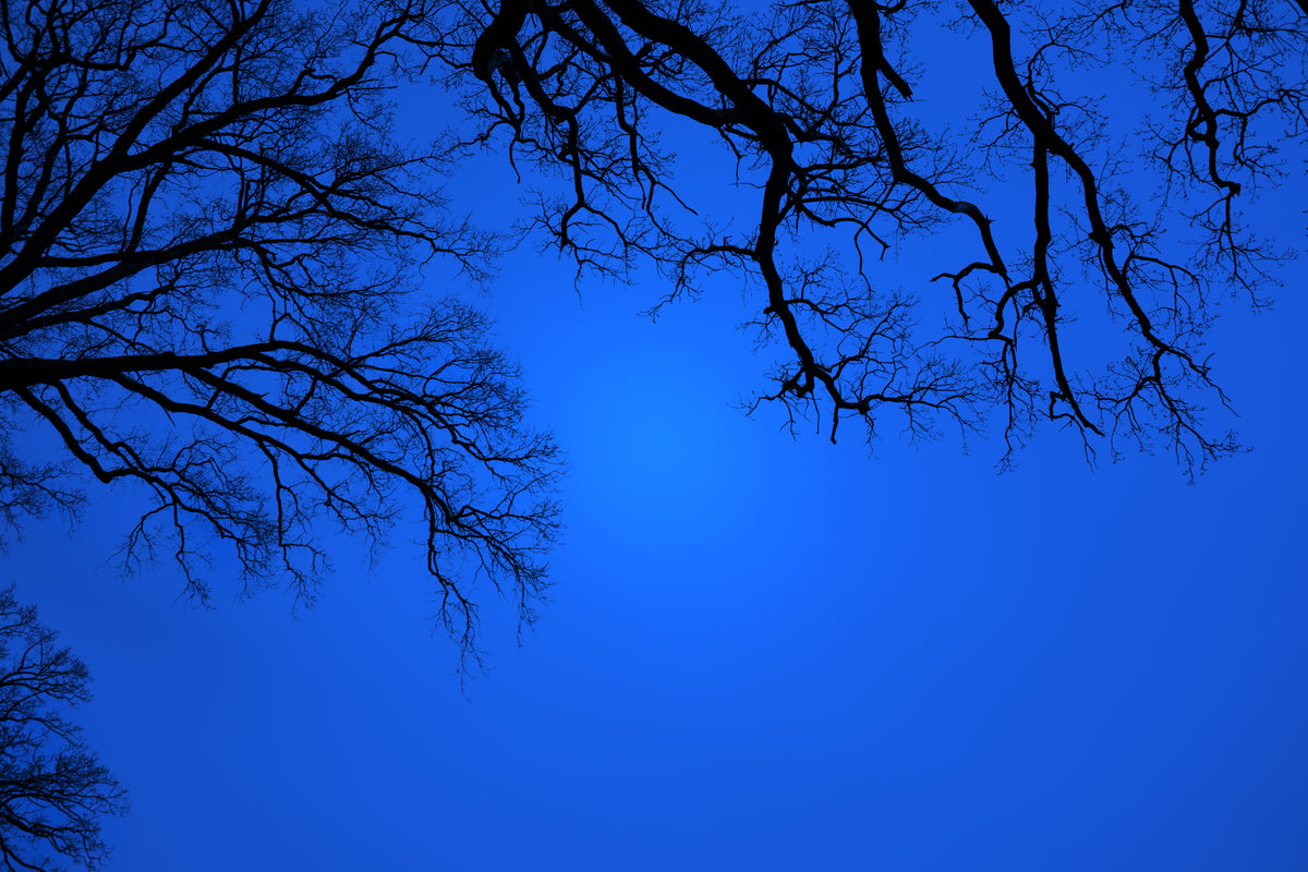 The First Page Challenge 2023—2nd place – The Darling Axe